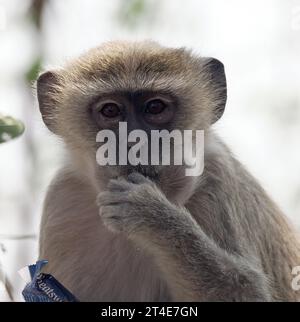 Malbrouck, Malbrouck-Grünmeerkatze, Chlorocebus cynosuros, Malbrouck ...