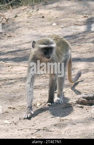 Malbrouck, Malbrouck-Grünmeerkatze, Chlorocebus cynosuros, Malbrouck ...