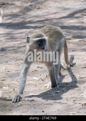 Malbrouck, Malbrouck-Grünmeerkatze, Chlorocebus cynosuros, Malbrouck ...