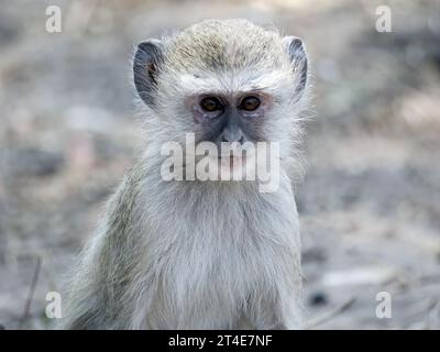 Malbrouck, Malbrouck-Grünmeerkatze, Chlorocebus cynosuros, Malbrouck ...