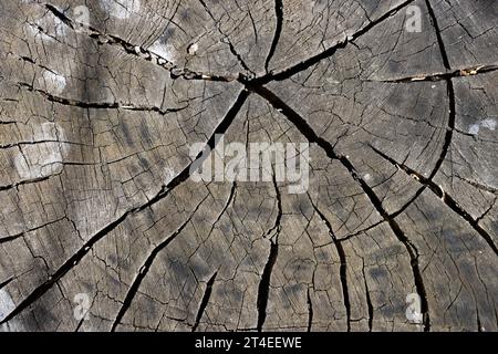 old gray wood trunk cross section texture Stock Photo - Alamy