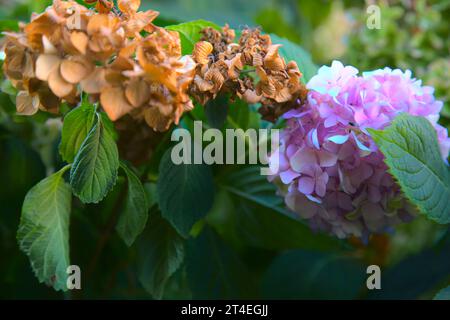 Hydrangea in bloom seen up close Stock Photo - Alamy