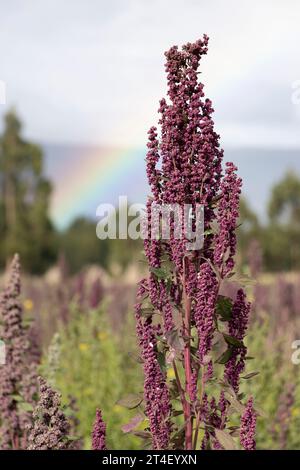 organic quinoa cultivation field in the peruvian andes Stock Photo - Alamy