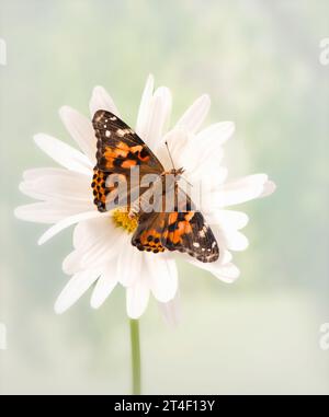 A closeup of a Vanessa Cardui butterfly resting on purple flowers ...