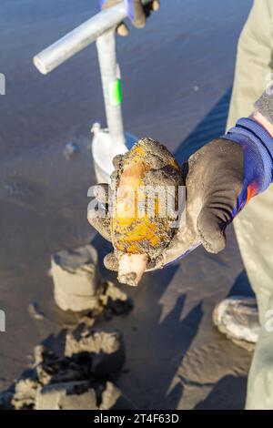 Pacific Razor Clam (Siliqua patula Stock Photo - Alamy