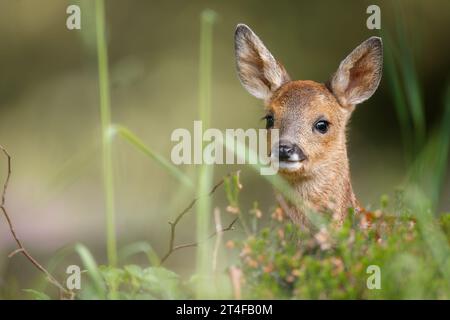 A close encounter with a very sweet young roe deer kid Stock Photo - Alamy