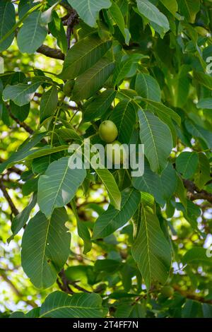 Plantation of high-quality PDO certified walnuts trees in Perigord ...