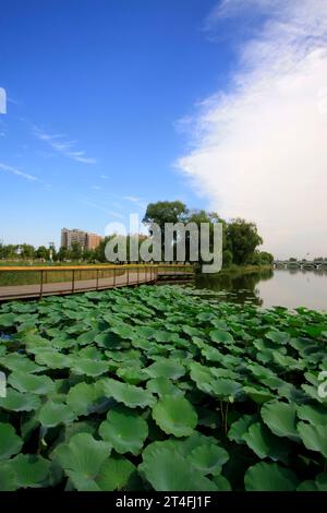 buildings and lotus in a water park, closeup of photo Stock Photo - Alamy