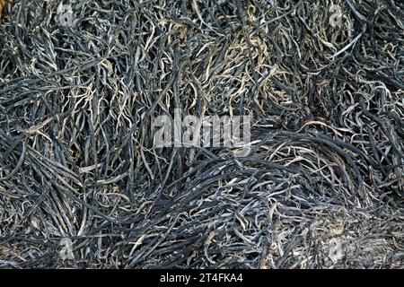 Straw ash, closeup of photo Stock Photo - Alamy