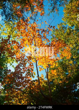 Fall colorful leaves looking up into trees Stock Photo - Alamy