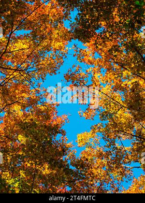 Looking up a Fall Stock Photo - Alamy
