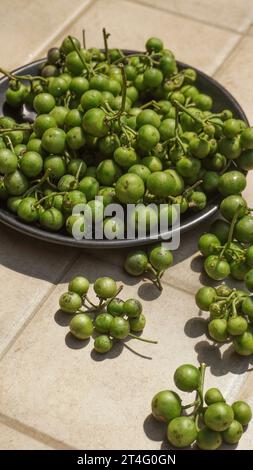 #plant #vegetable #fruit #leunca Stock Photo - Alamy
