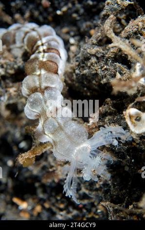 Snake Sea Cucumber, Synapta maculata. Also known as Spotted Worm Sea ...
