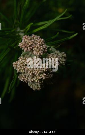 Shiny Cassinia (Cassinia longifolia Stock Photo - Alamy