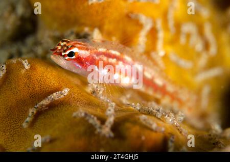 Shimada's Dwarfgoby, Eviota shimadai, with Spionid polychaetes ...