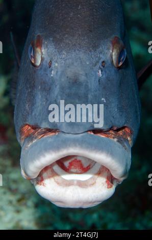 Giant Sweetlips, Plectorhinchus albovittatus, Eagle Nest dive site ...
