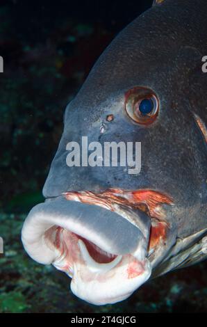 Giant Sweetlips, Plectorhinchus albovittatus, Eagle Nest dive site ...