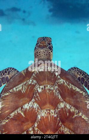 Green Turtle, Chelonia mydas, classified as Endangered, Too Many Fish ...