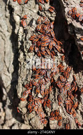 Red bugs bask in the sun on tree bark. Autumn warm-soldiers for beetles ...