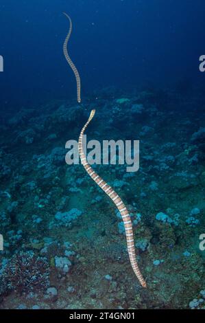 Chinese Sea Snake, Laticauda colubrina, with sun rays in background ...