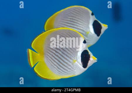 Panda Butterflyfish, Chaetodon adiergastos, Suanggi Island dive site ...