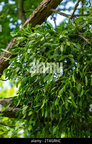 Mistletoe high up in the tree crown Stock Photo - Alamy