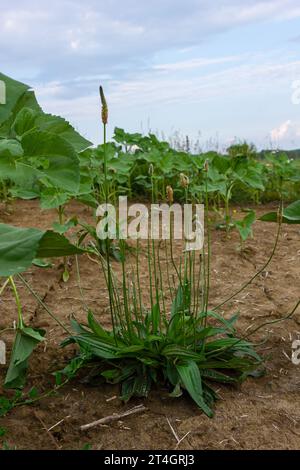 Ribwort plantain Plantago lanceolata. Medicinal plants in the garden ...