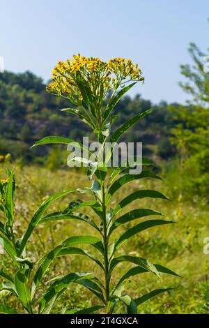 Senecio hydrophilus Nutt. wild yellow flowers, blooming weed plant in ...