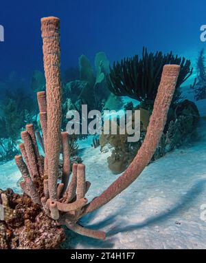 Callyspongia ,Cladochalina, aculeata, commonly known as the branching ...
