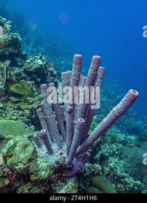 Callyspongia ,Cladochalina, aculeata, commonly known as the branching ...