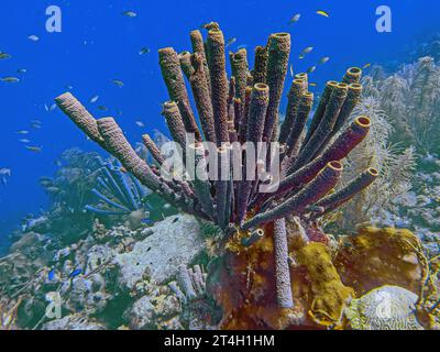 Callyspongia ,Cladochalina, aculeata, commonly known as the branching ...