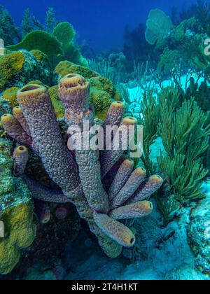 Callyspongia ,Cladochalina, aculeata, commonly known as the branching ...