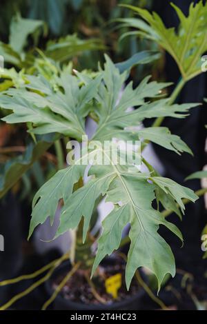 Chaya plant leaves. Chaya plant (Cnidoscolus aconitifolius). Chaya is a ...
