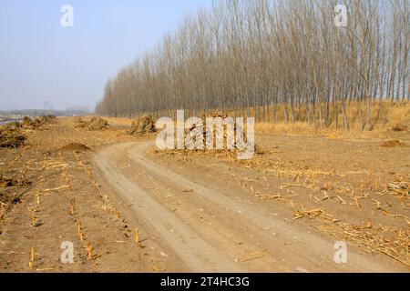 Crop straw and woods path, closeup of photo Stock Photo - Alamy