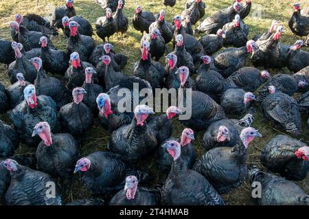 A turkey farm in Kent, England, United Kingdom Stock Photo - Alamy