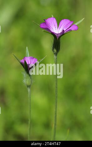 Common Corncockle / Agrostemma githago / Kornrade Stock Photo - Alamy