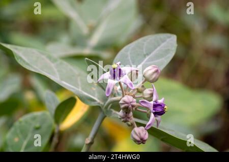Bunga Widuri, Close view of Purple Crown flower or Giant Indian ...