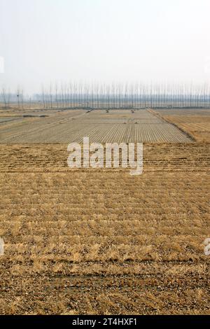 rice straw residue in the field, closeup of photo Stock Photo - Alamy