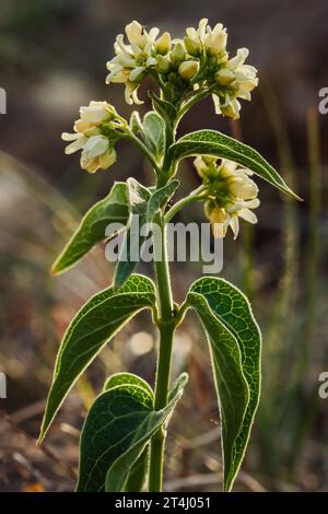 Vincetoxicum hirundinaria white swallow-wort Stock Photo - Alamy