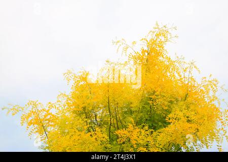 Chinese scholar tree branches, closeup of photo, in china Stock Photo ...