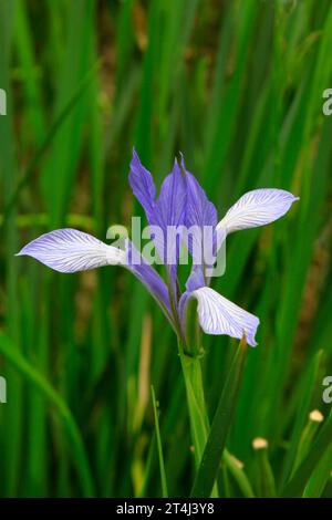 Marin flowers in a park, closeup of photo Stock Photo - Alamy