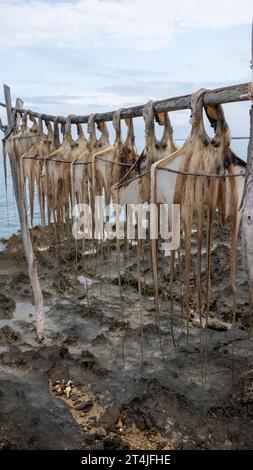Octopus caught by fishermen hung outside to air dry Stock Photo - Alamy