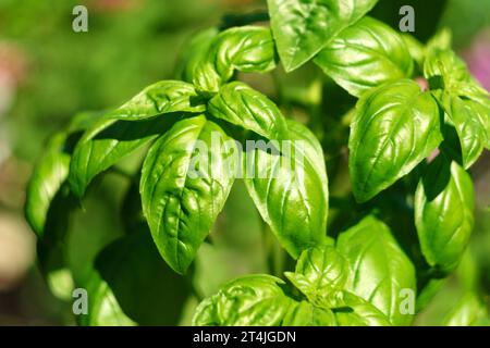 Harvesting basil. It is native to tropical regions and is used in ...
