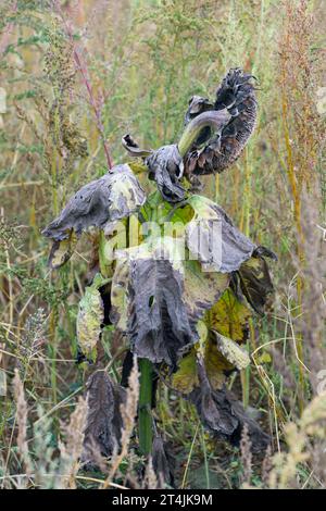 Symptoms of disease and infection on a sunflower plant Stock Photo - Alamy