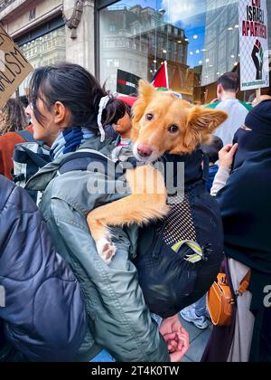 Dog on protest. Pro-Palestinian protest in London. 2023 Stock Photo - Alamy
