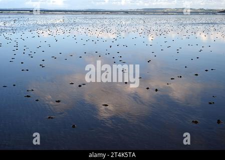 Feces of black worms (lugworms) by thousands on the Sainte Anne la ...