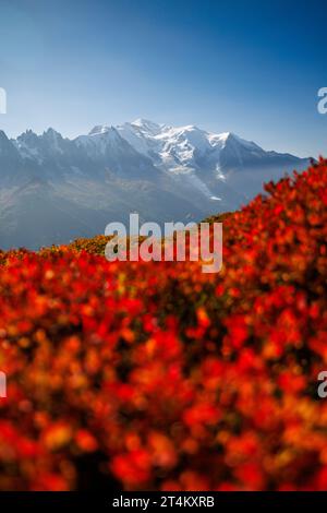 autumn colors in Chamonix with Aiguille du Midi and Mont Blanc in ...