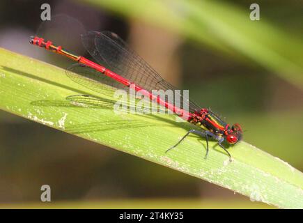The Scarlet (Ceriagrion tenellum), is a small bark species from the ...