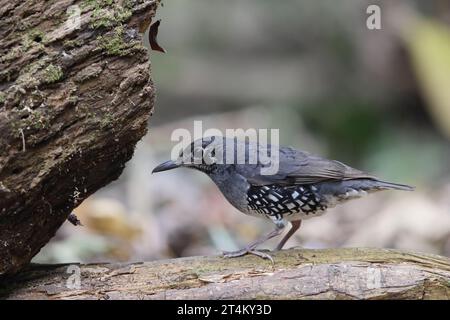 Sunda Thrush (Zoothera andromedae),Slaty blue-gray thrush with ...
