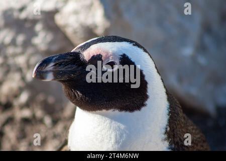 Closeup shot of an African penguin face Stock Photo - Alamy